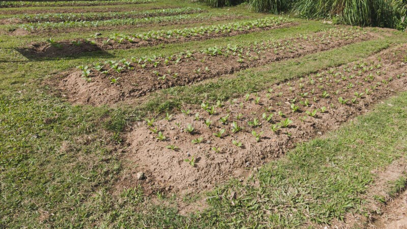 Green Leaf Lettuce in the Vegetable Plot Stock Photo - Image of earth ...