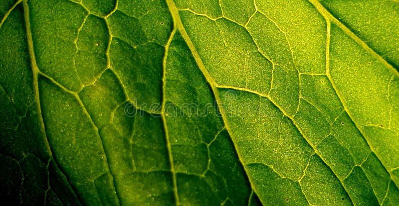 Leaf Life Cycle Closeup Image Stock Image - Image of story, environment ...