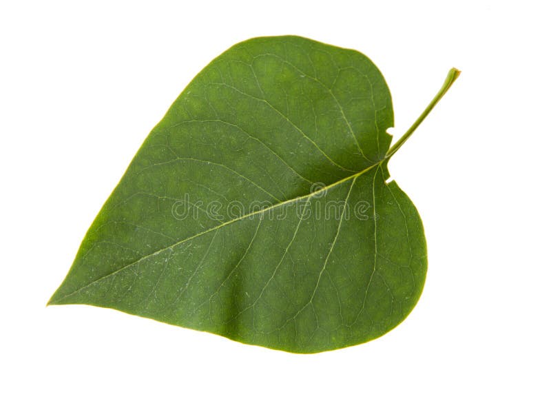 Green Leaf of Lilac Bush Isolated on White Background Stock Image ...