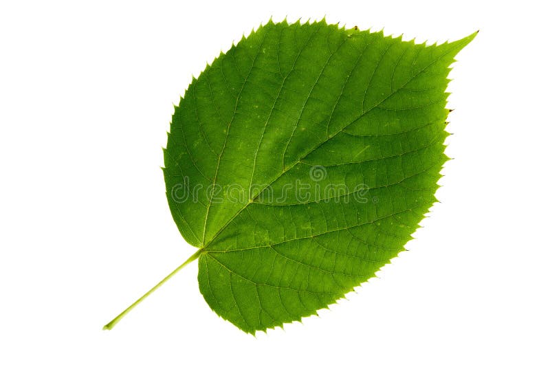 Green Leaf of Lime Tree Isolated on White Backgr Stock Photo - Image of ...