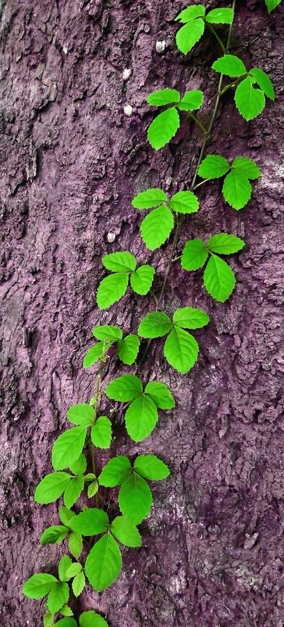 Green Leaf line stock image. Image of line, wildflower - 265095151