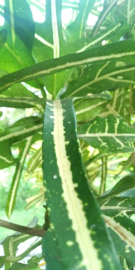 Green Leaf Line Light :& X29; Stock Photo - Image of yellow, leaf ...