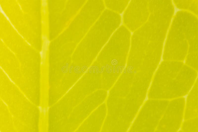 Green Leaf Line Pattern Close-up, Macro Texture Leaf Stock Photo ...