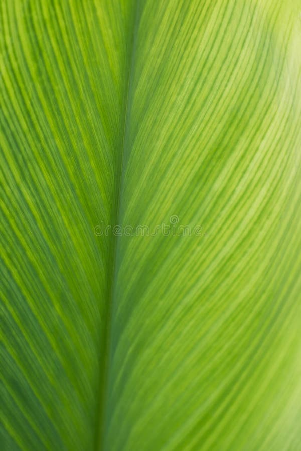 Green Leaf Line Texture Background, Vertical Stock Photo - Image of ...