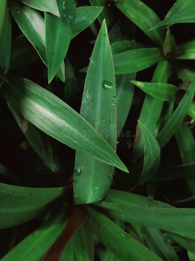 Green Leaf with Little Water Droplets after Raining Stock Photo - Image ...