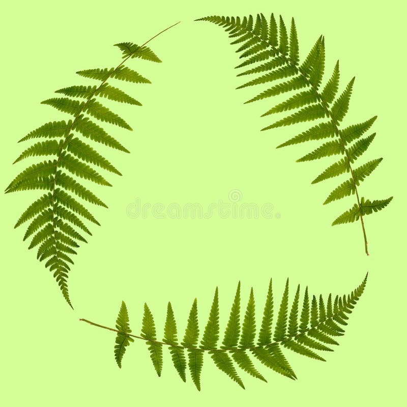 Fern Leaf Symbol stock photo. Image of leaves, logo, nature - 6825988