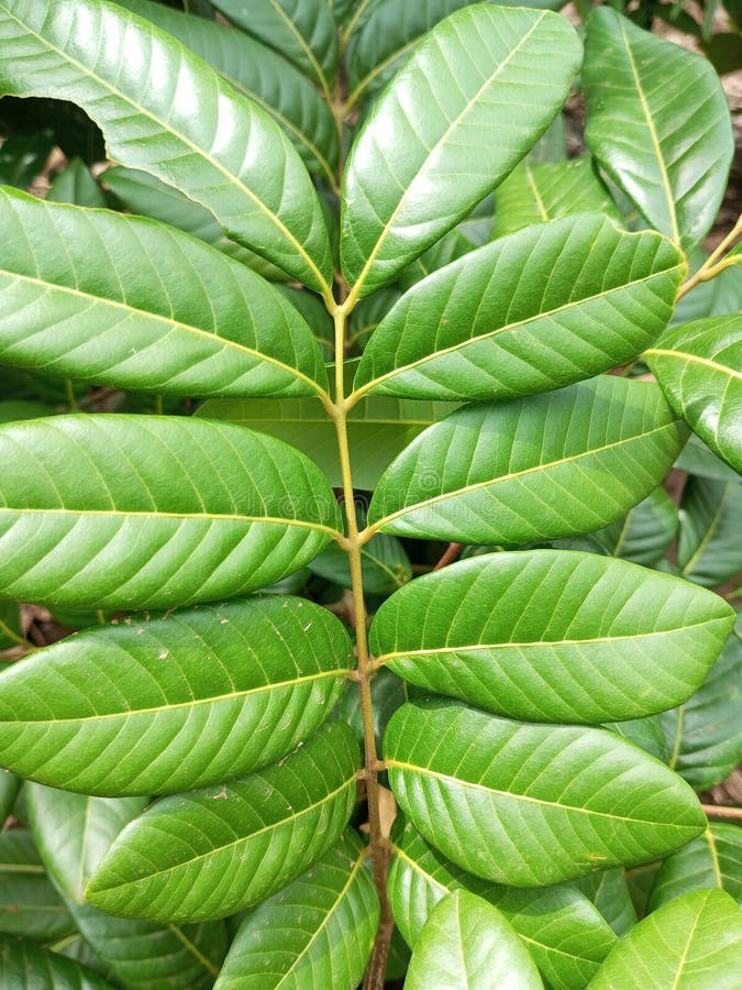 Green Leaf of longan fruit stock photo. Image of fruit - 259514404