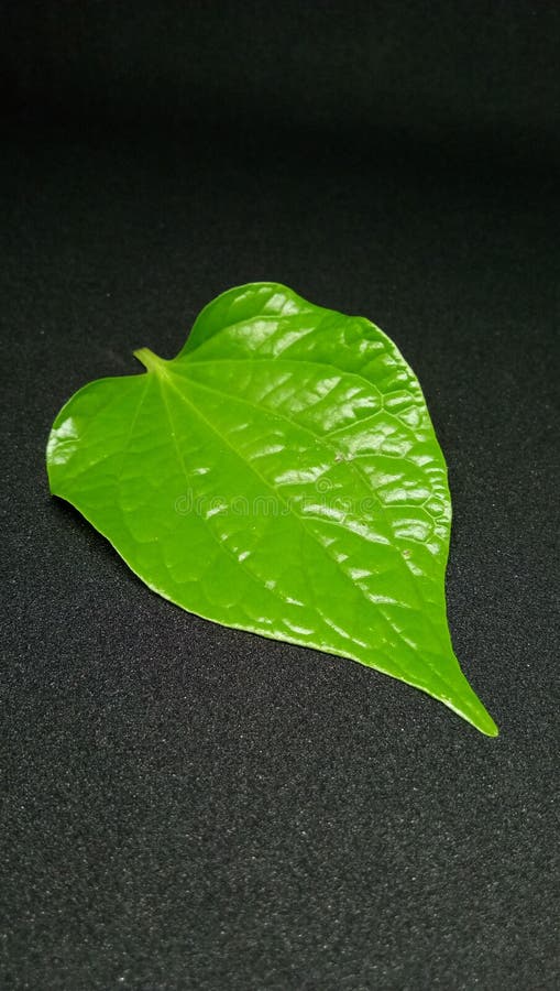 Green Leaf Look Realy Fresh Stock Image - Image of fungi, freshness ...