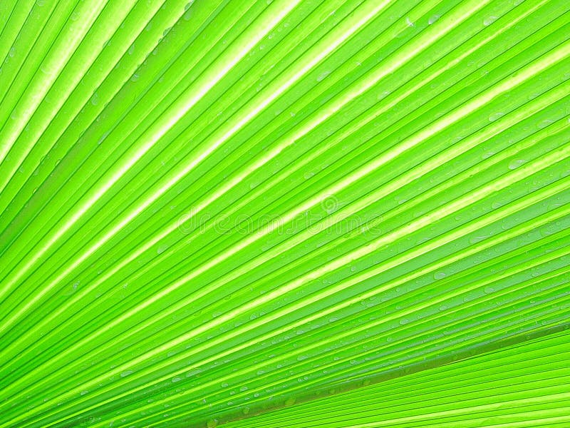 Green leaf stock photo. Image of drop, active, leaf, young - 30060446