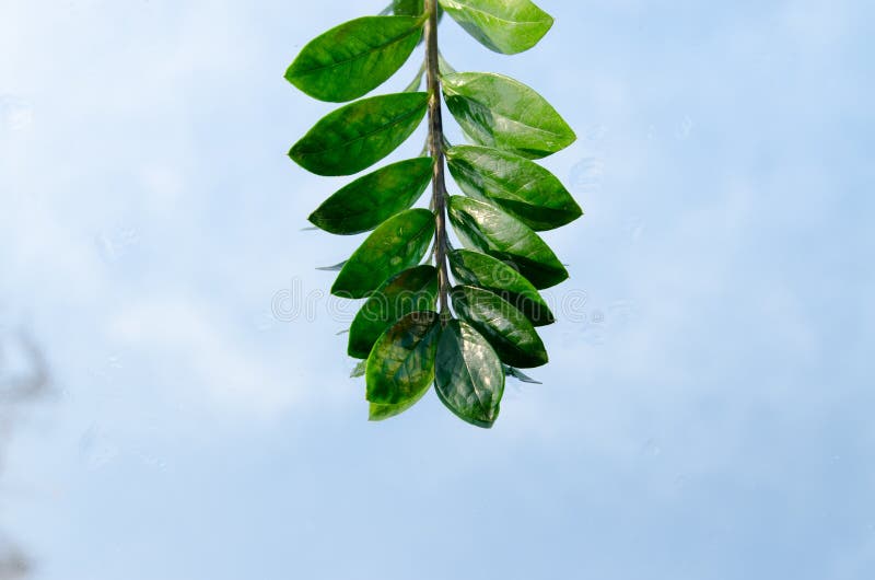 White Transparent Leaf Mirror Surface Reflection Green Background Stock ...