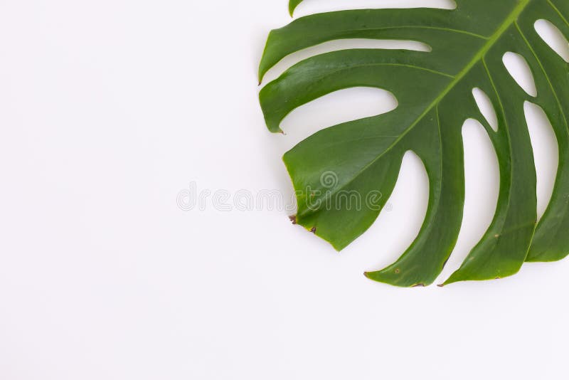 Green Leaf Lying on Right Side on White Background Stock Photo - Image ...