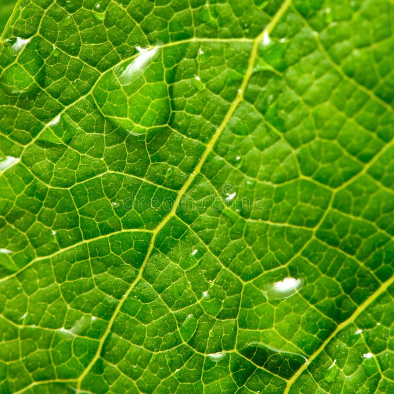 Green leaf macro stock image. Image of freshness, backdrop - 11395617