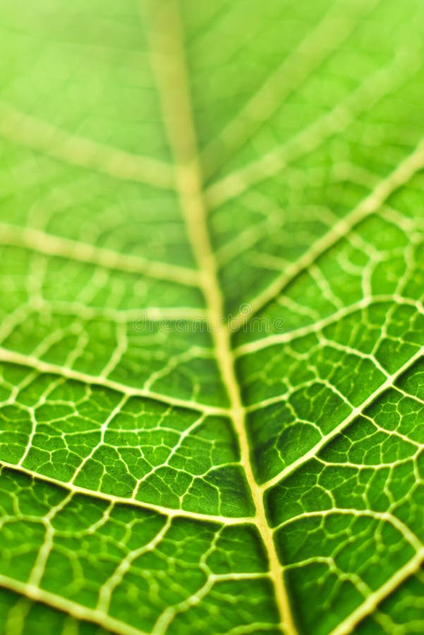 Green leaf macro stock photo. Image of photosynthesis - 11967354
