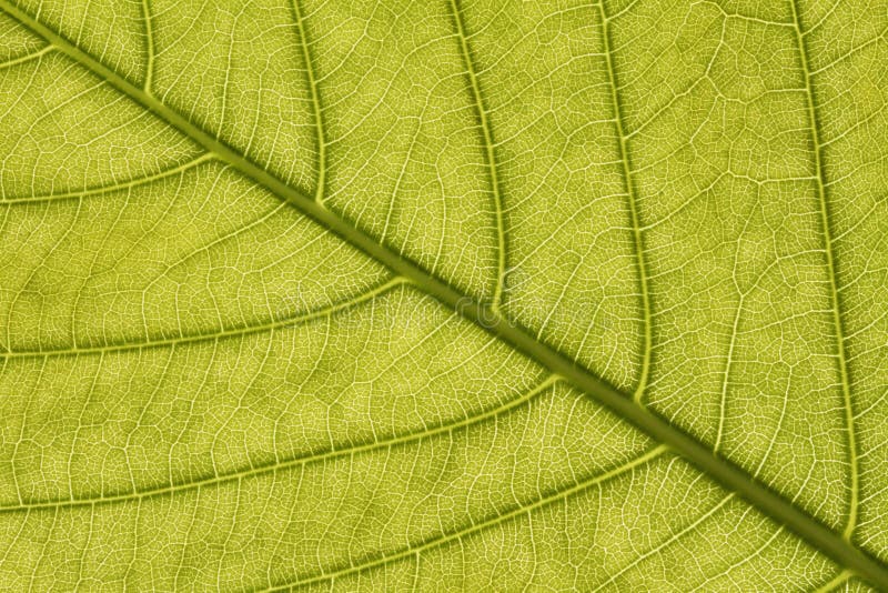 Green Leaf Macro stock image. Image of background, surface - 22588915