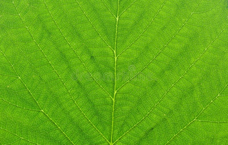 Green Leaf Seamless Texture Stock Photo - Image of macro, green: 35841066