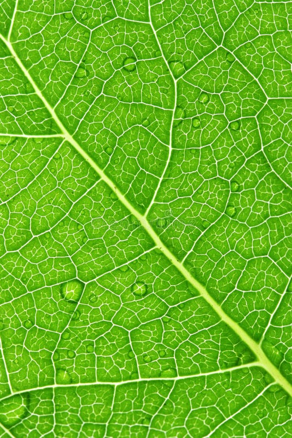 Green leaf macro stock image. Image of droplet, life, green - 5623537