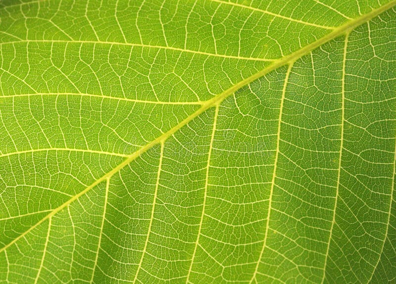 Green Leaf Macro stock image. Image of photosynthesis - 90486627