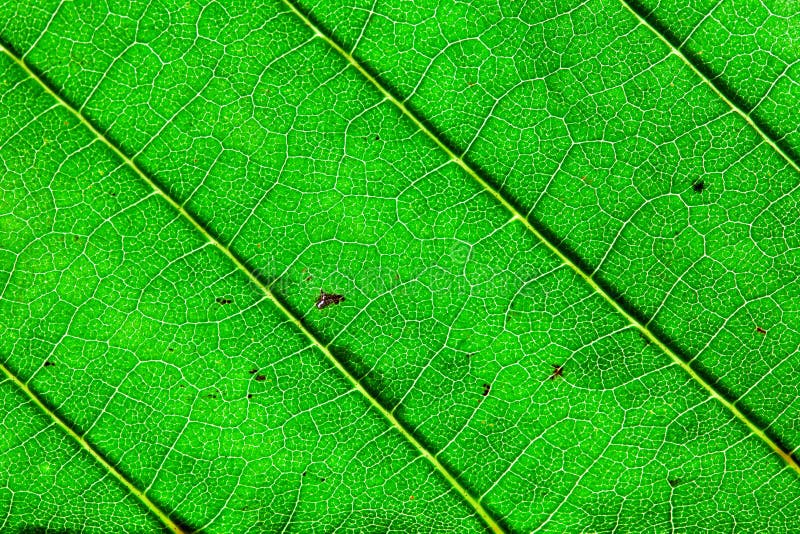 Green Leaf Macro Background Stock Photo - Image of macro, ecological ...