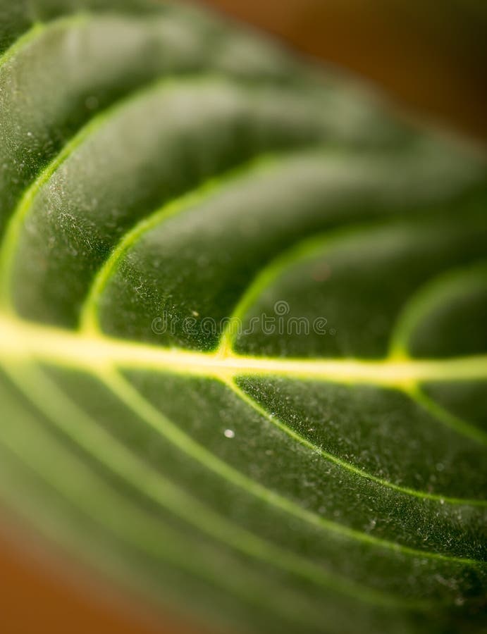 Green leaf. macro stock image. Image of vivid, texture - 100595247