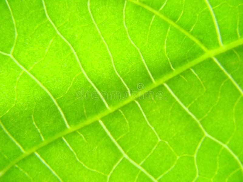 Green Leaf Macro Lines Picture. Image: 5514441