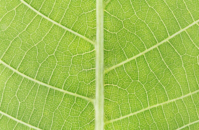 Green leaf macro stock image. Image of detail, cell, floral - 54162143