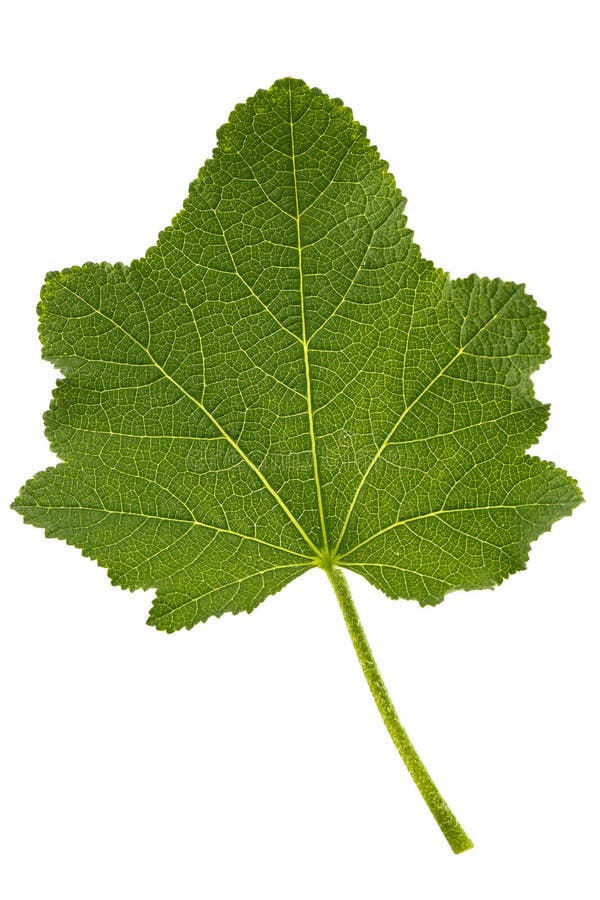 Green Leaf of Mallow, Isolated on White Background Stock Photo - Image ...