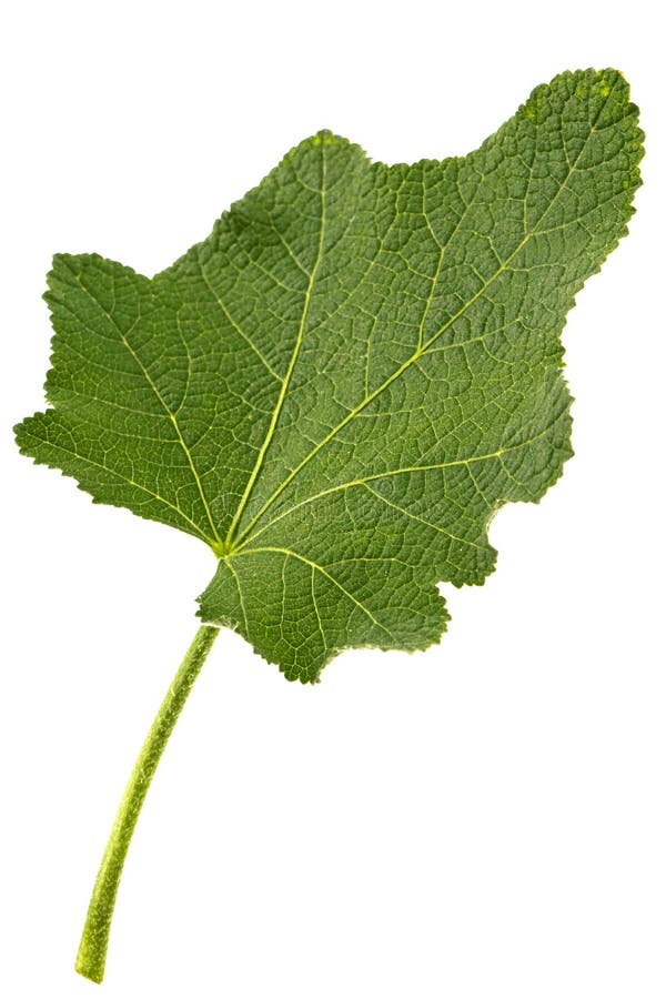 Green Leaf of Mallow, Isolated on White Background Stock Photo - Image ...