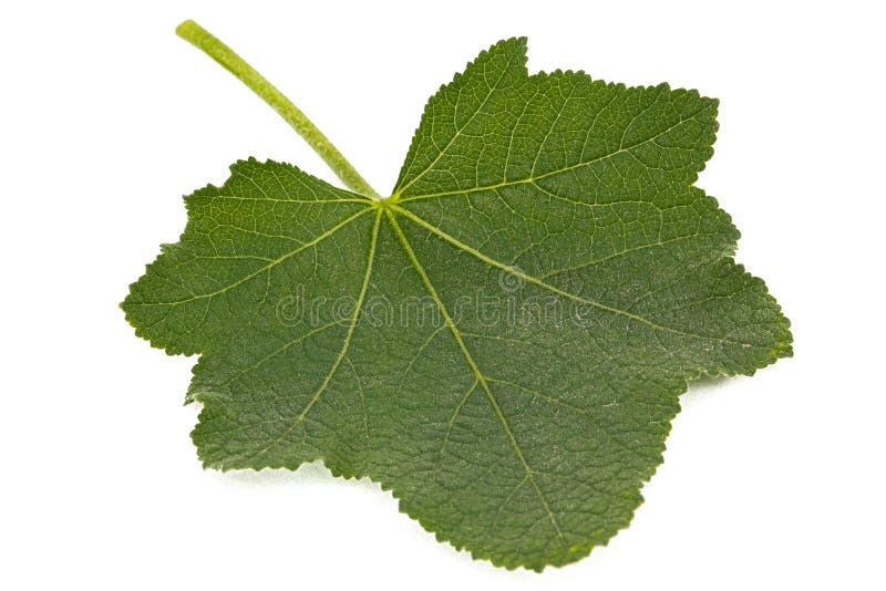 Green Leaf of Mallow, Isolated on White Background Stock Photo - Image ...