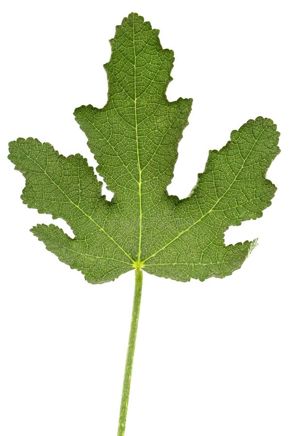 Green Leaf of Mallow, Isolated on White Background Stock Image - Image ...