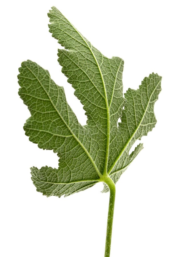Green Leaf of Mallow, Isolated on White Background Stock Image - Image ...