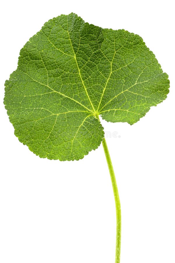 Green Leaf of Mallow, Isolated on White Background Stock Photo - Image ...