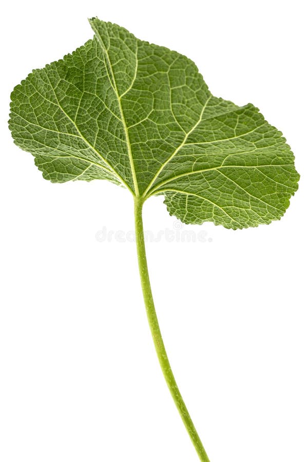 Green Leaf of Mallow, Isolated on White Background Stock Image - Image ...