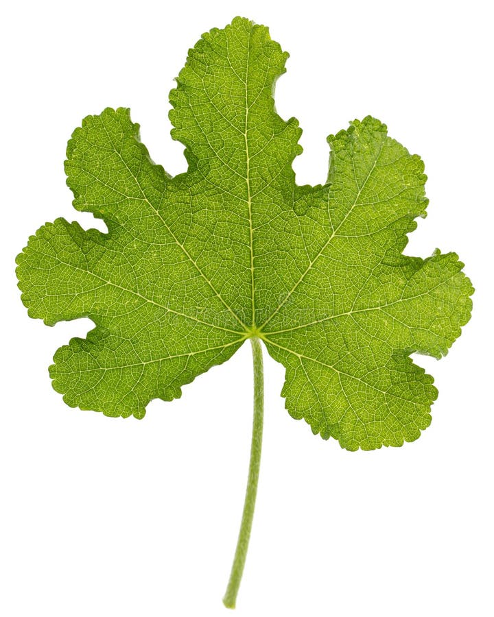 Green Leaf of Mallow, Isolated on White Background Stock Image - Image ...