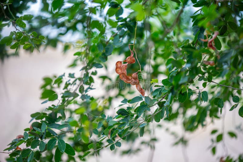 Green Leaf Manila Tamarind Tree Stock Image - Image of freshness ...