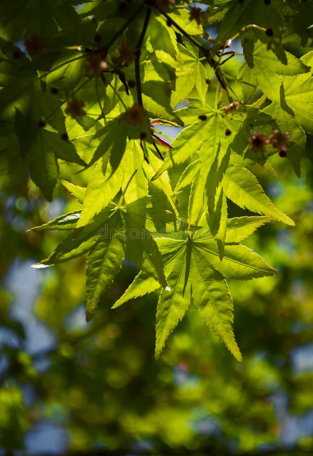 Green leaf of Maple stock image. Image of forest, maple - 54230153