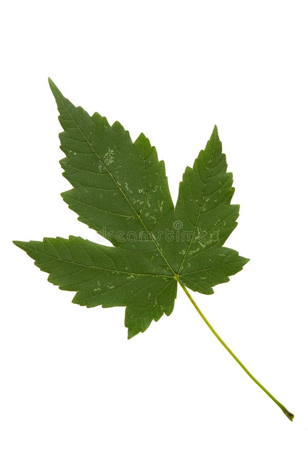 Green Leaf of Maple Tree Isolated on White Backg Stock Photo - Image of ...