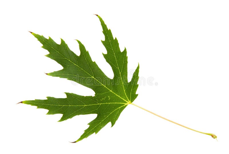 Spring maple leaf stock image. Image of freshness, cell - 11035721