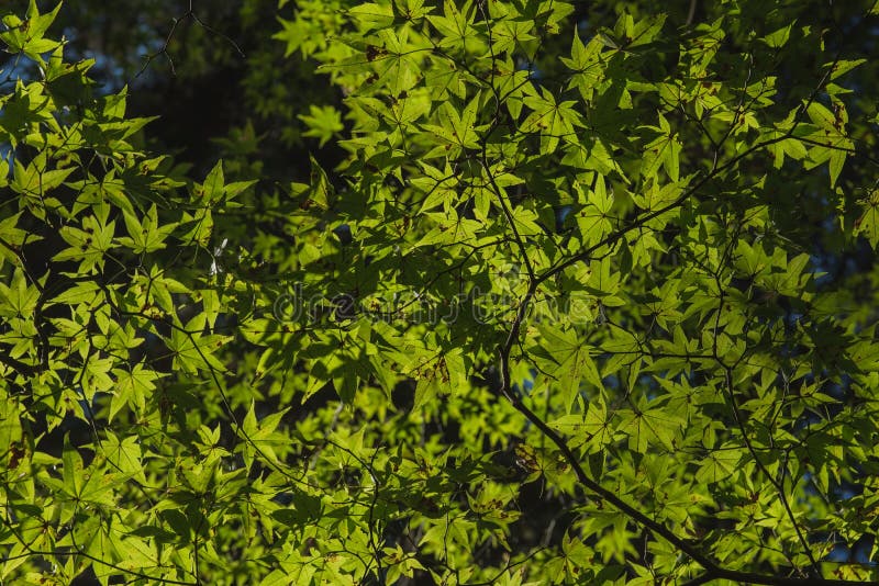 Green Leaf Maple Tree , Light and Shadow . Stock Image - Image of peep ...