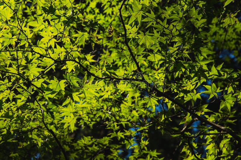 Green Leaf Maple Tree , Light and Shadow . Stock Photo - Image of ...