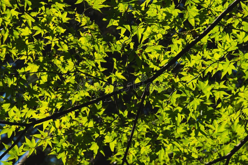 Green Leaf Maple Tree , Light and Shadow . Stock Photo - Image of plant ...