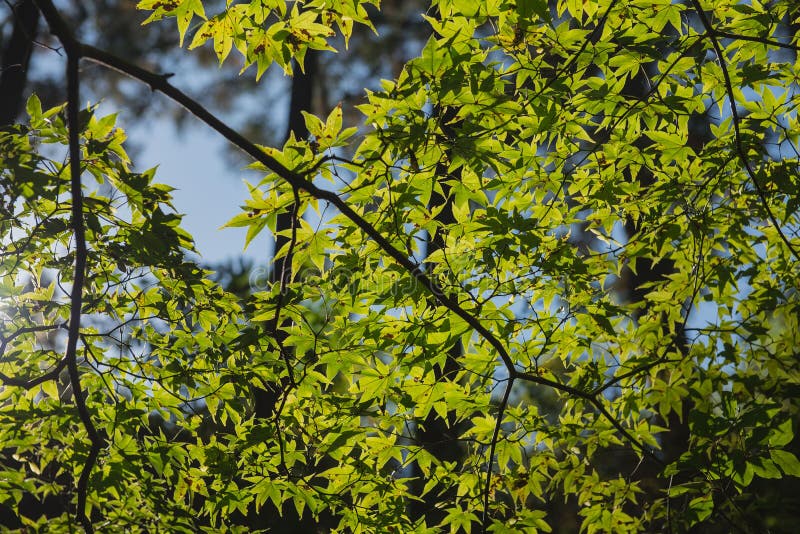 Green Leaf Maple Tree , Light and Shadow . Stock Image - Image of ...