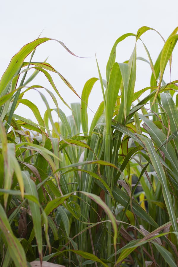 Green Leaf of Millets Crop Standing Vertical Stock Image - Image of ...