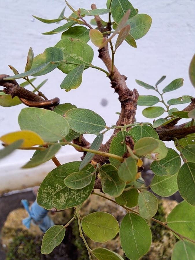Green leaf mini tree macro stock photo. Image of food - 267973416
