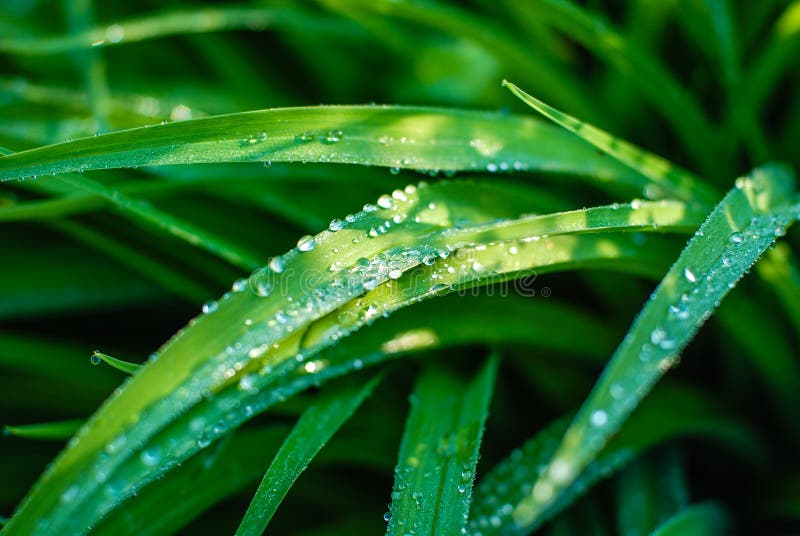 Green leaf with moist stock image. Image of green, clear - 79037121