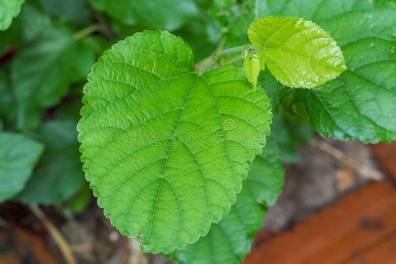 Green leaf Mulberry stock photo. Image of sapling, color - 126434308