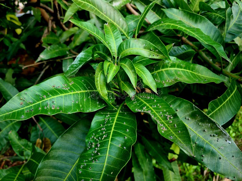 Green Leaf with Multiple Insect Eggs Laid on the Surface Stock Photo ...