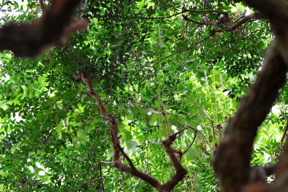 Green leaf Myrt stock image. Image of spring, myrt, fresh - 75178149