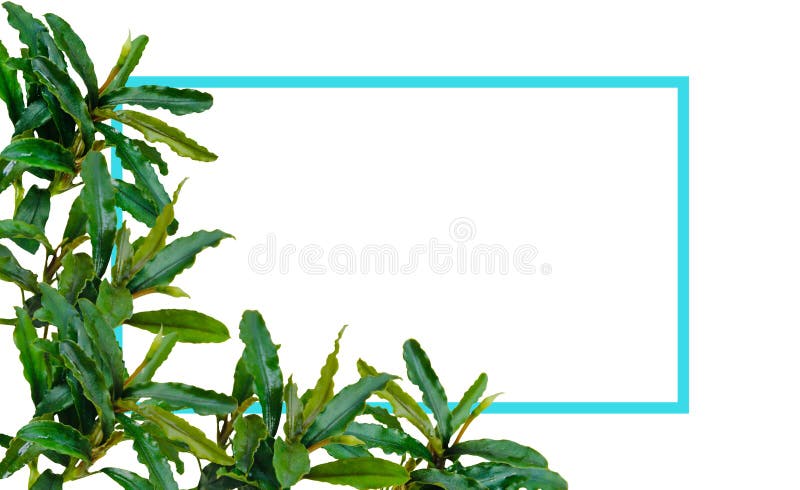 Green Leaf Native Bucephalandra Wavy the Nature Frame Layout with a ...