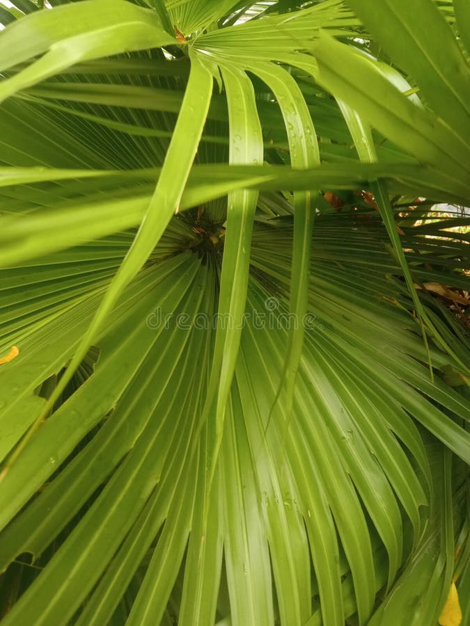 Green leaf nature stock image. Image of sunlight, flower - 275804411