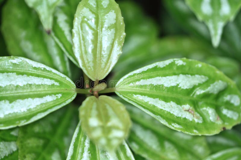 2,430 Beautiful Nature Green Leaf Back Ground Stock Photos - Free ...